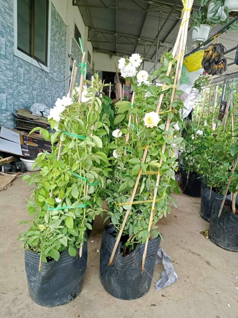 Hoa Hồng Leo trắng chùm Friendship of Strangers - Mon Hasfarm - Cây Hoa ...
