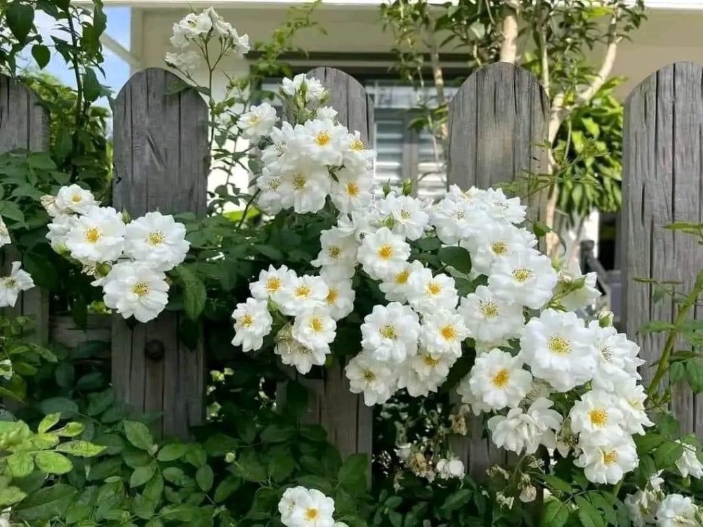 Hoa Hồng Leo trắng chùm Friendship of Strangers - Mon Hasfarm - Cây Hoa ...
