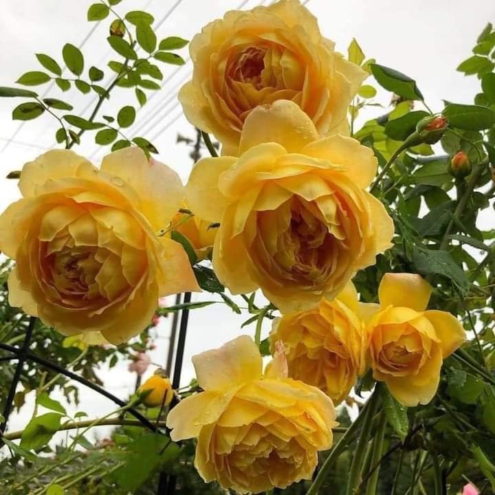 Hoa hồng leo vàng Golden Celebaration - Mon Hasfarm - Cây Hoa Hồng, Cây ...