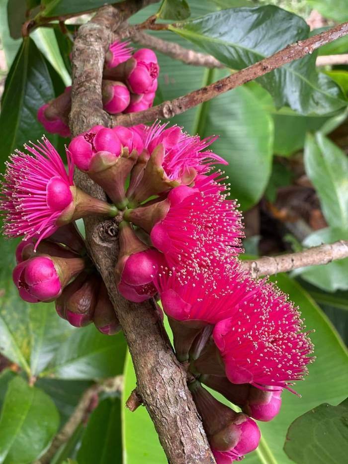 Cây Mận Điều Đỏ Hoa Đỏ – Giống Cây Ăn Trái Miền Tây, Trái Ngọt Mọng, Dễ ...