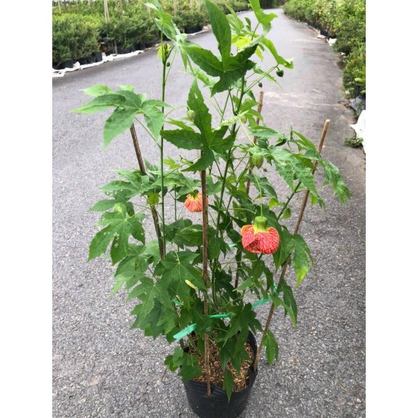 🏮 Hoa Lồng Đèn Nam Mỹ – Cây Hoa Treo Rủ Siêu Sai, Sắc Đỏ Ấn Tượng, Cực ...