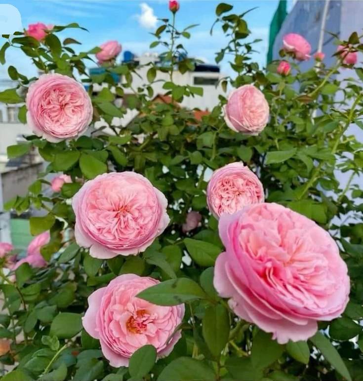 Hoa Hồng Leo Carey Rose – Hồng Ngoại Anh Màu Cam Hồng, Form Mẫu Đơn Cực ...